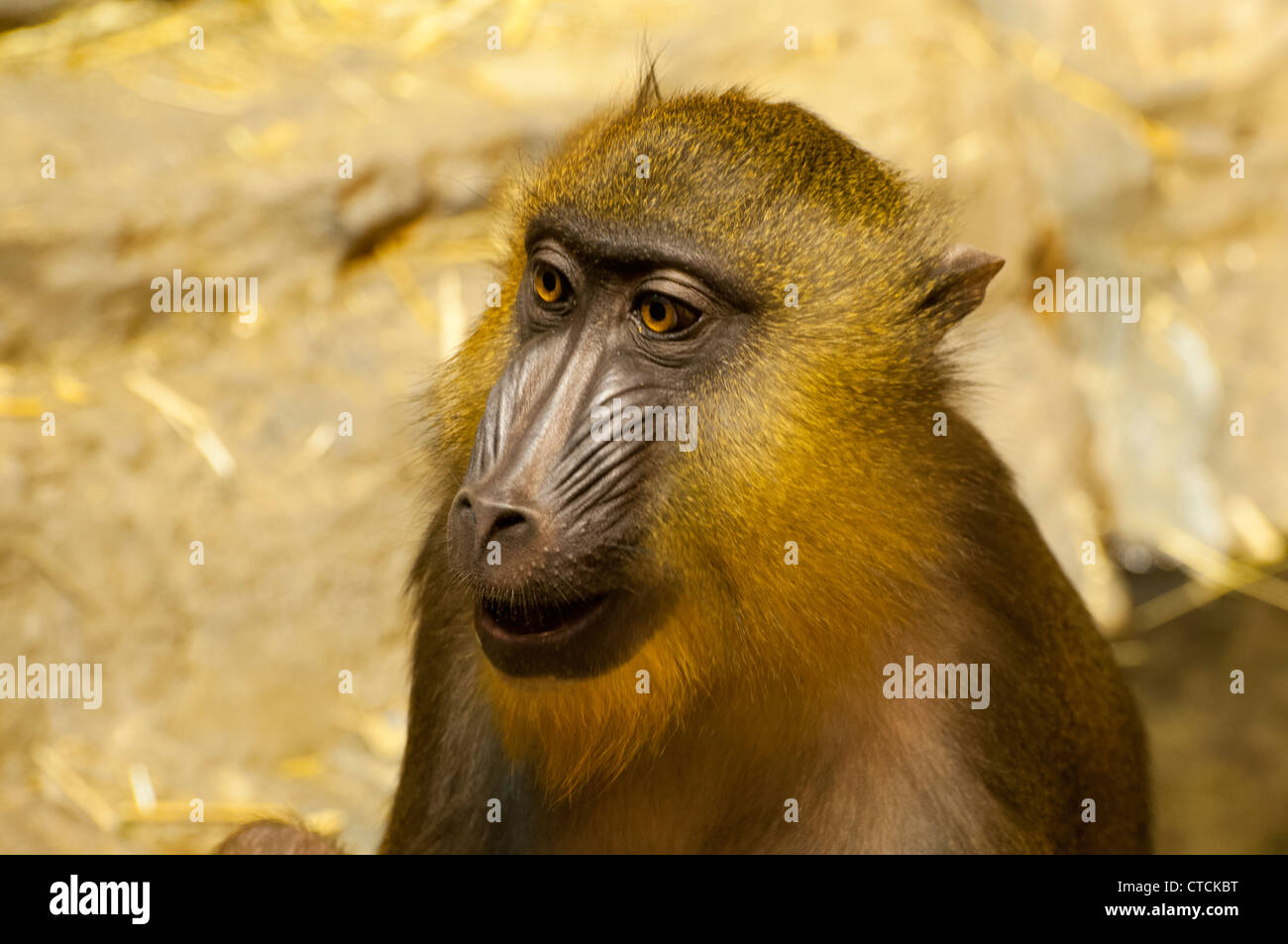 Female mandrill hi-res stock photography and images - Alamy