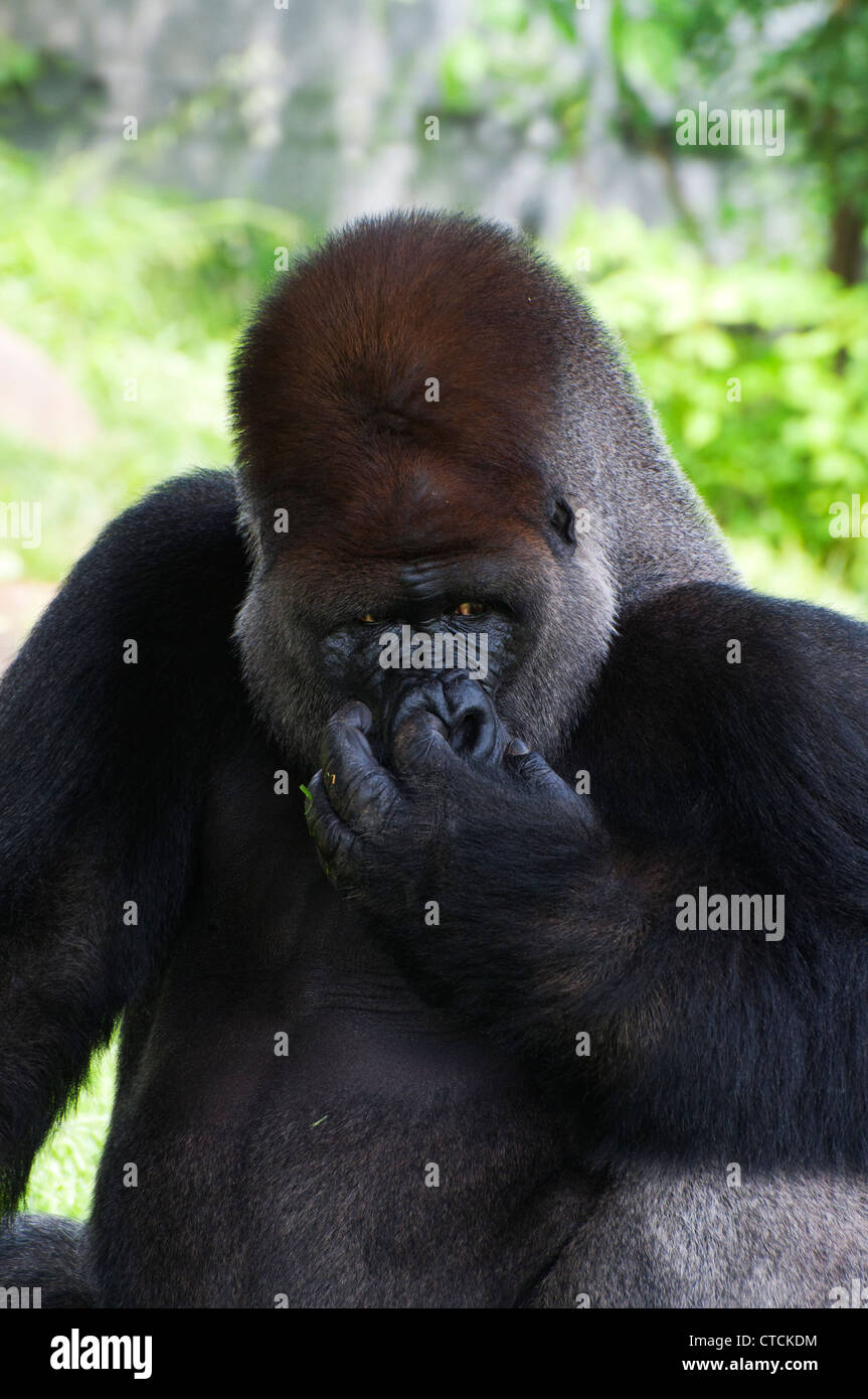 Close-up of a Gorilla Stock Photo - Alamy
