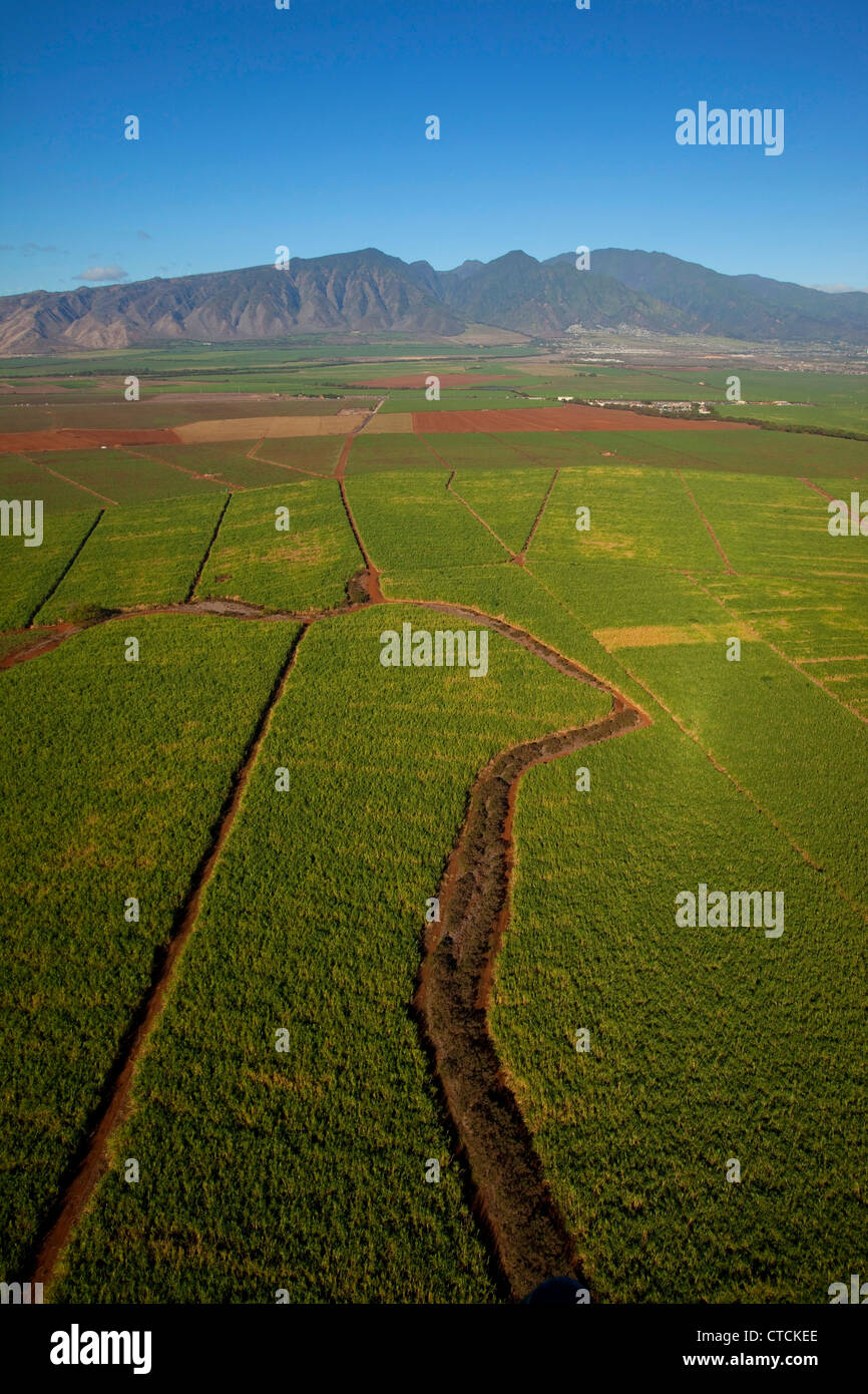 Sugar Cane Field, Maui, Hawaii Stock Photo - Alamy