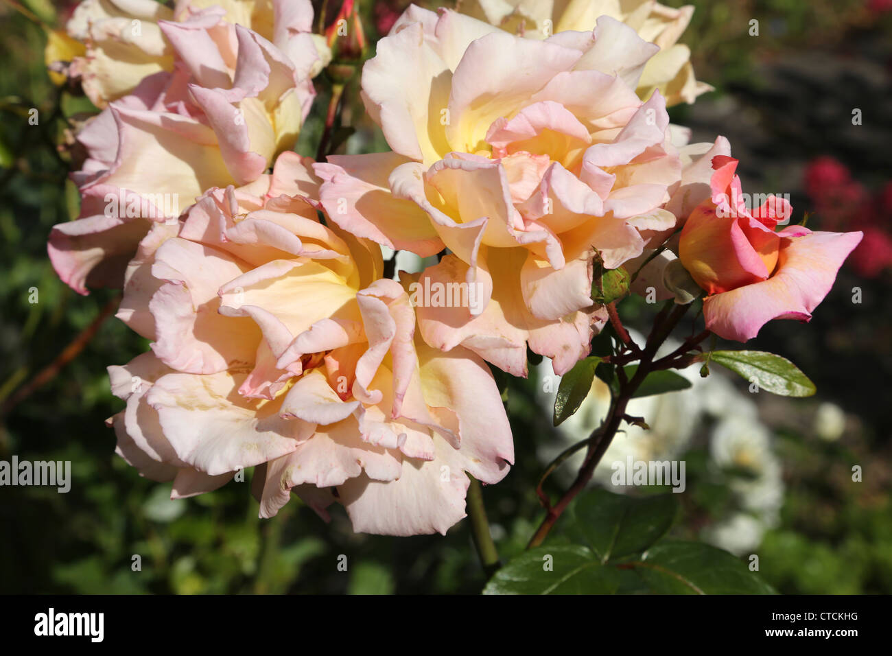 Peace rose hi-res stock photography and images - Alamy