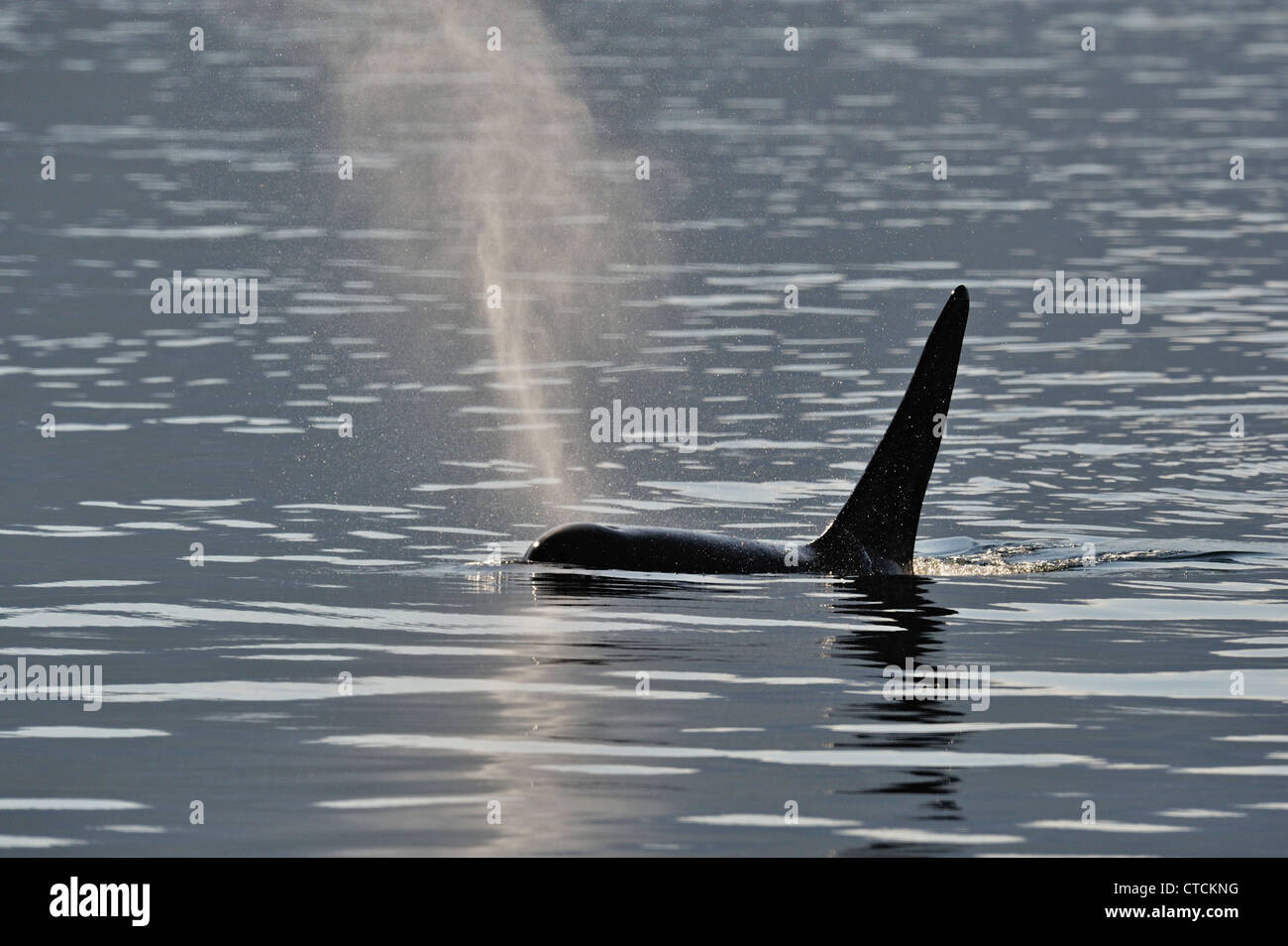 Killer whale (Orcinus orca) Bull Resident pod summer salmon feeding ...