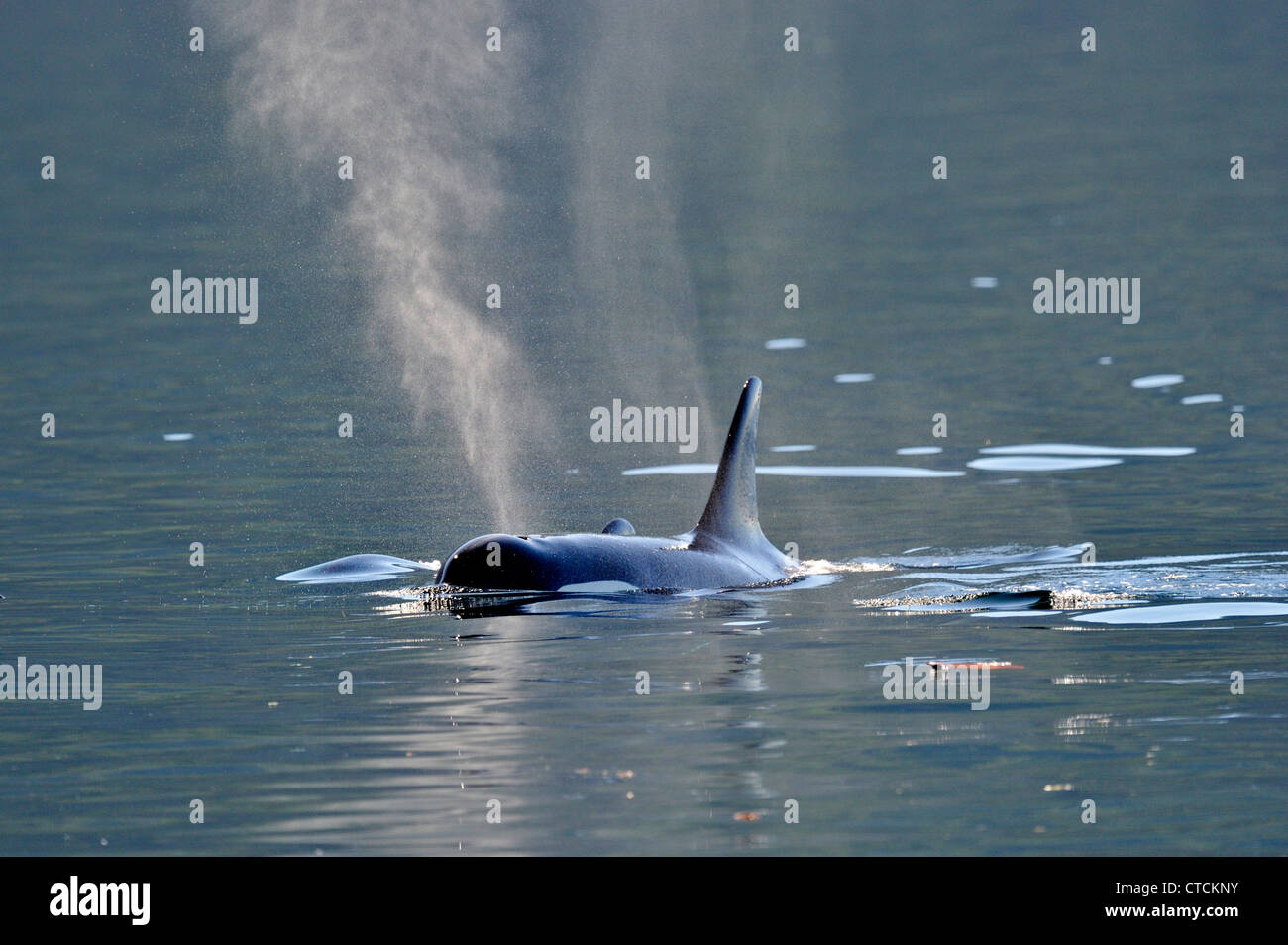 Digital orca summer hi-res stock photography and images - Alamy