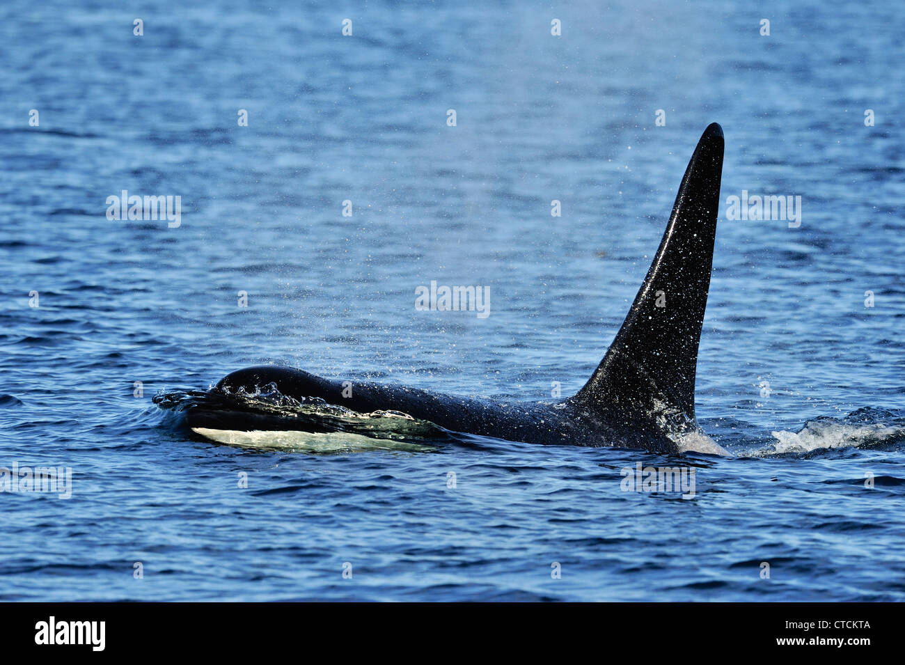 Digital orca summer hi-res stock photography and images - Alamy