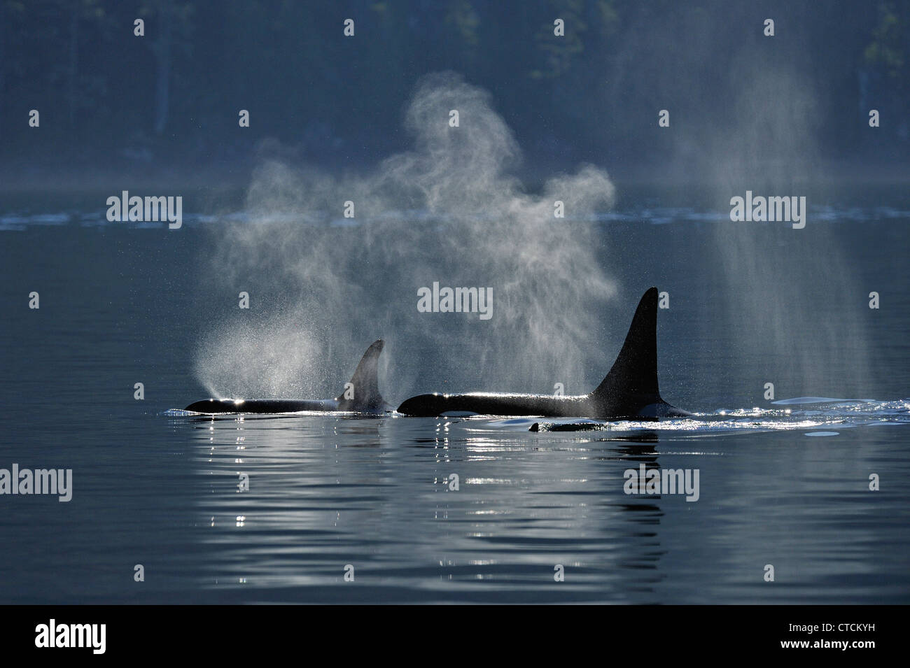 Killer whale (Orcinus orca) Resident pod summer salmon feeding ...