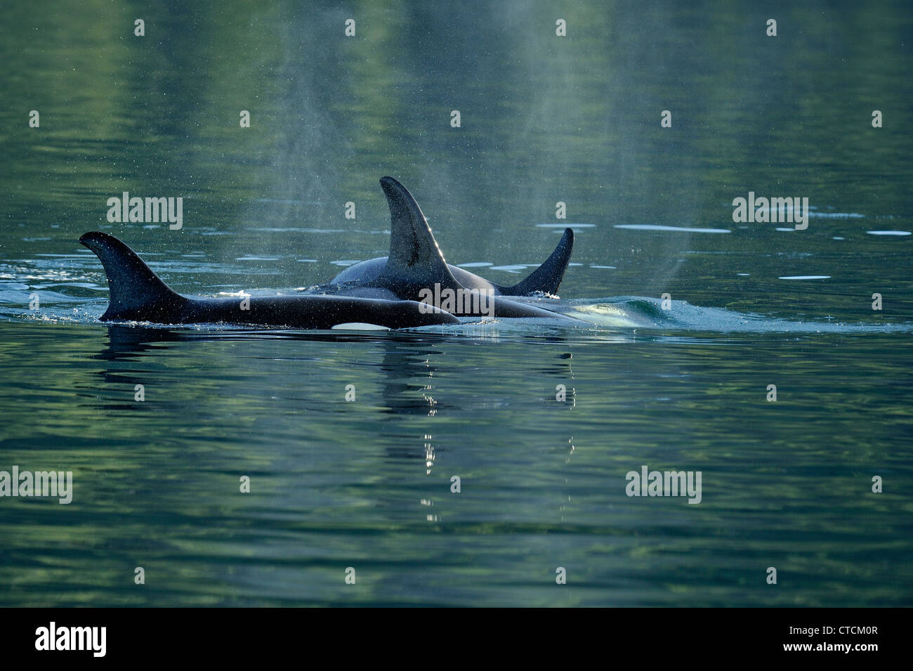 Killer whale (Orcinus orca) Resident pod summer salmon feeding ...