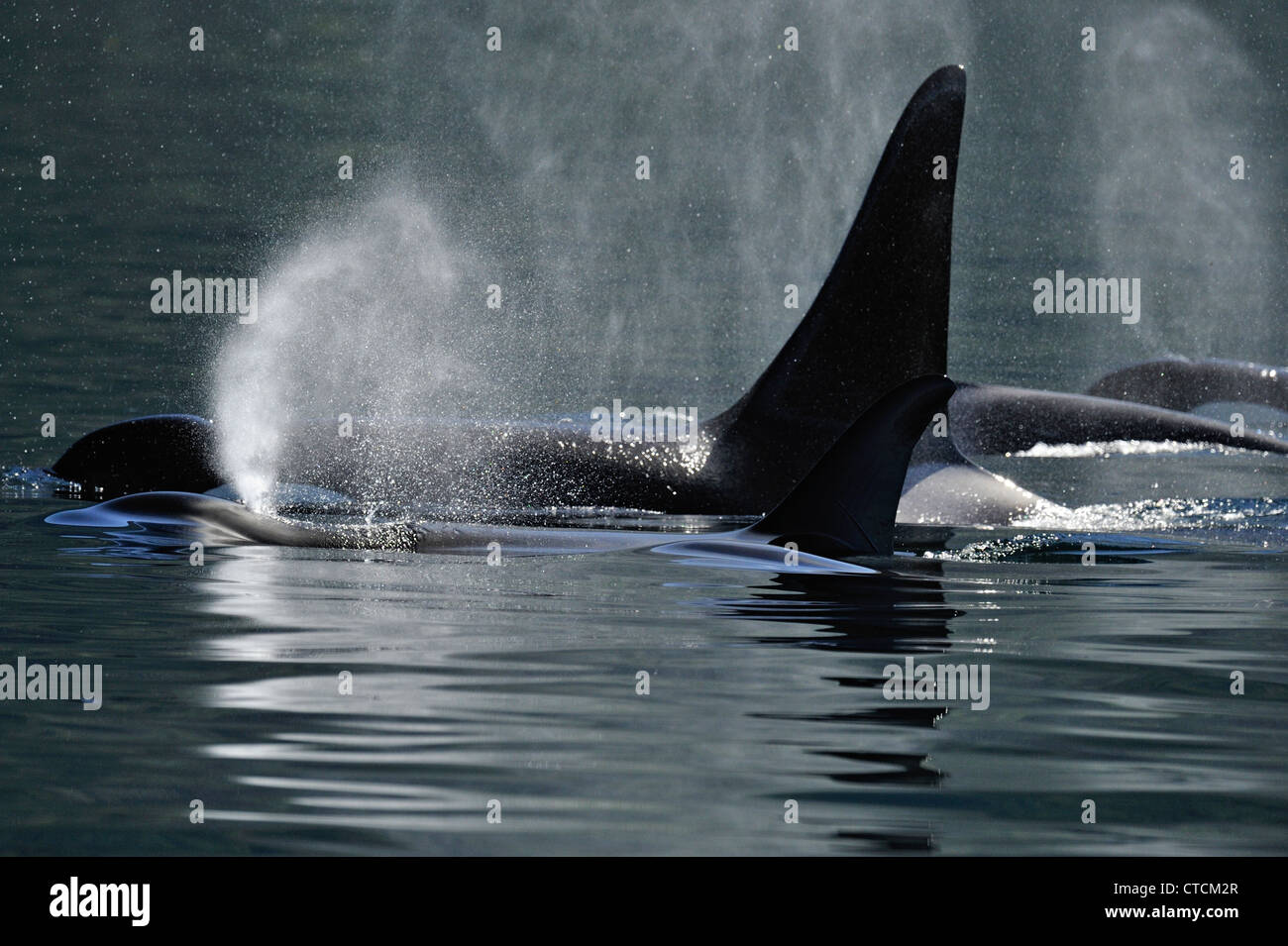 Killer whale (Orcinus orca) Resident pod summer salmon feeding ...
