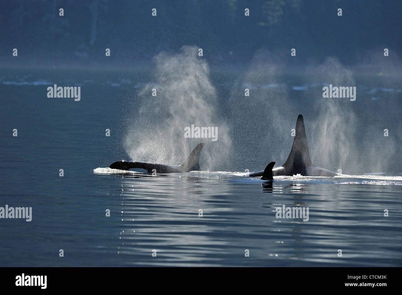 Killer whale (Orcinus orca) Resident pod summer salmon feeding ...