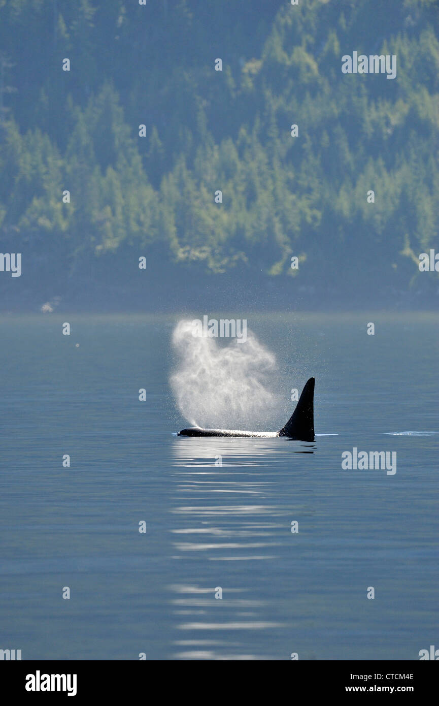 Summer salmon feeding territory hi-res stock photography and images - Alamy