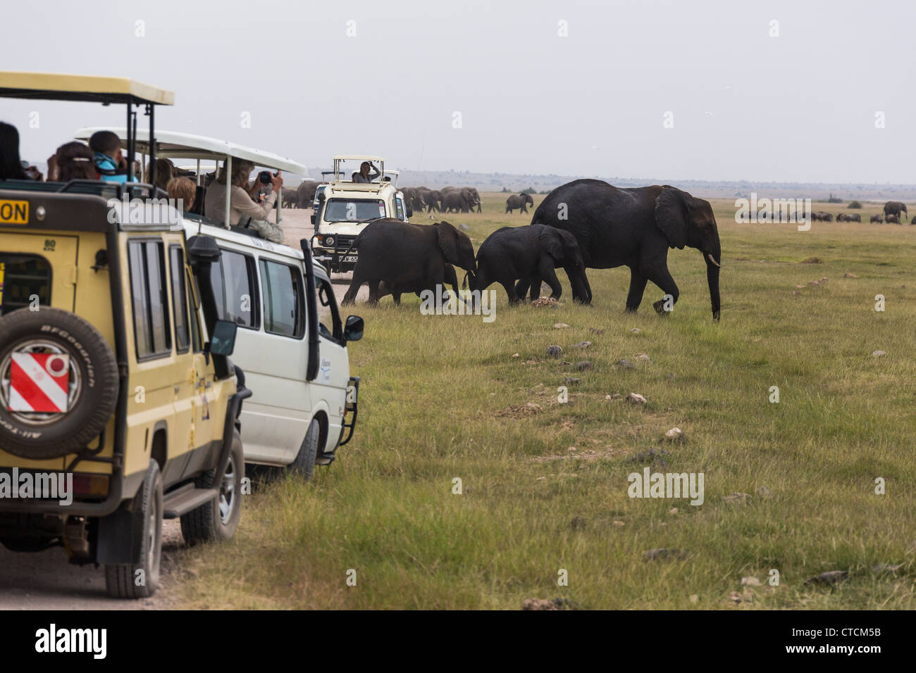 Elephants crossing between Safari Vehicles Stock Photo - Alamy