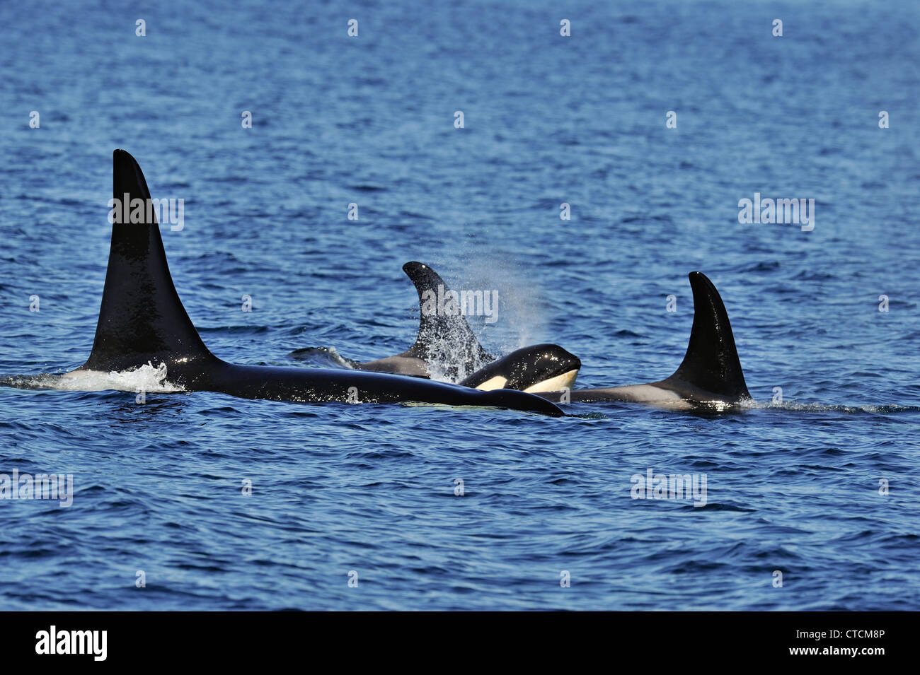 Orca killer whale family hi-res stock photography and images - Alamy