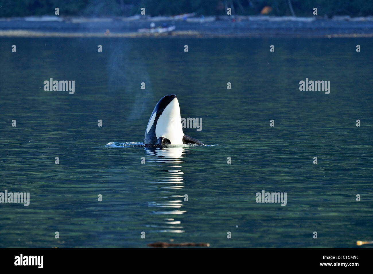 Orca behavior hi-res stock photography and images - Alamy