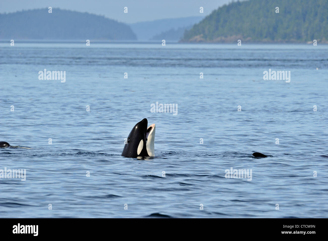 Killer whale (Orcinus orca) Spy-hopping Resident pod summer salmon ...
