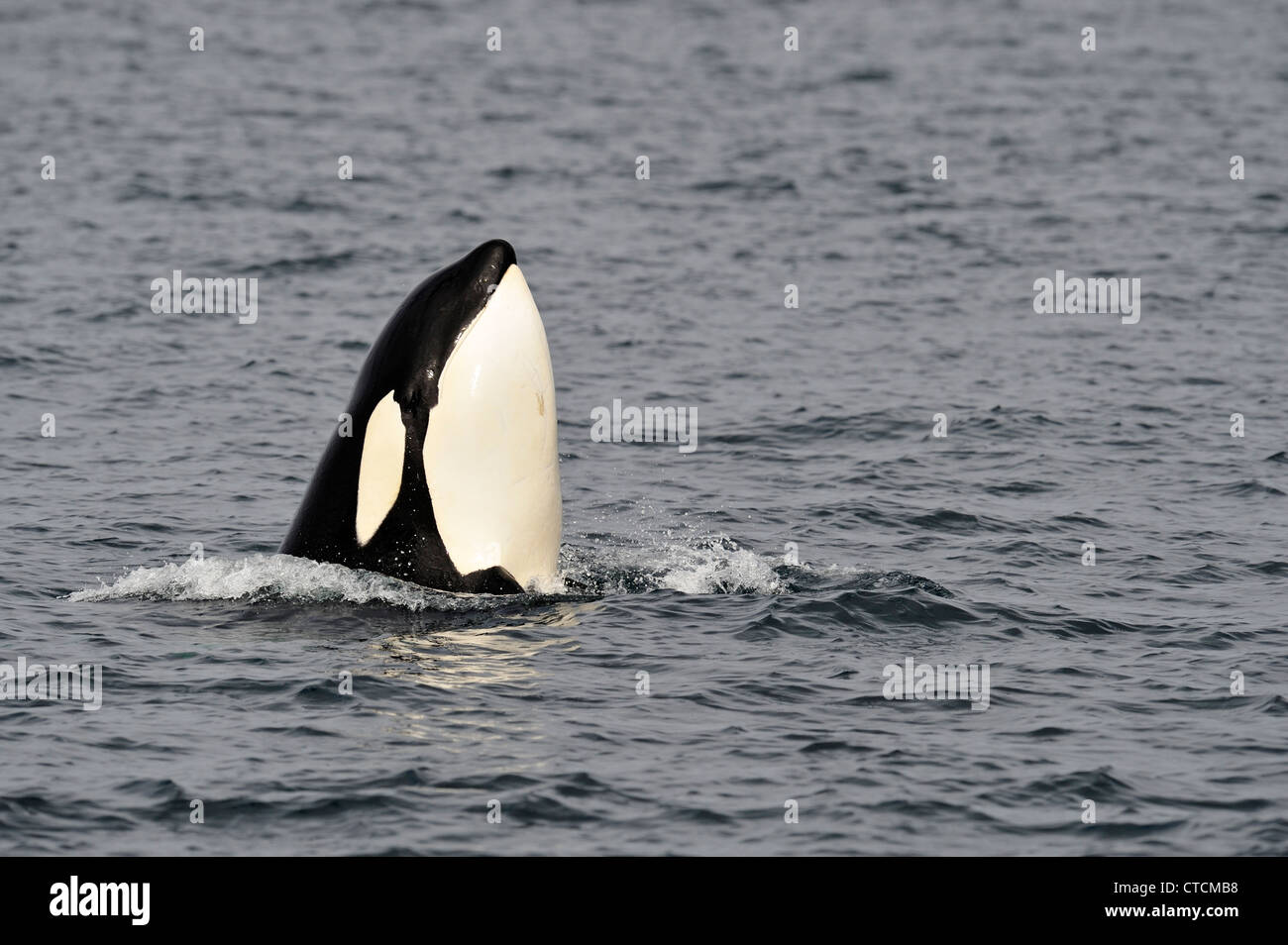 Killer whale (Orcinus orca) Spy-hopping Transient pod summer feeding ...