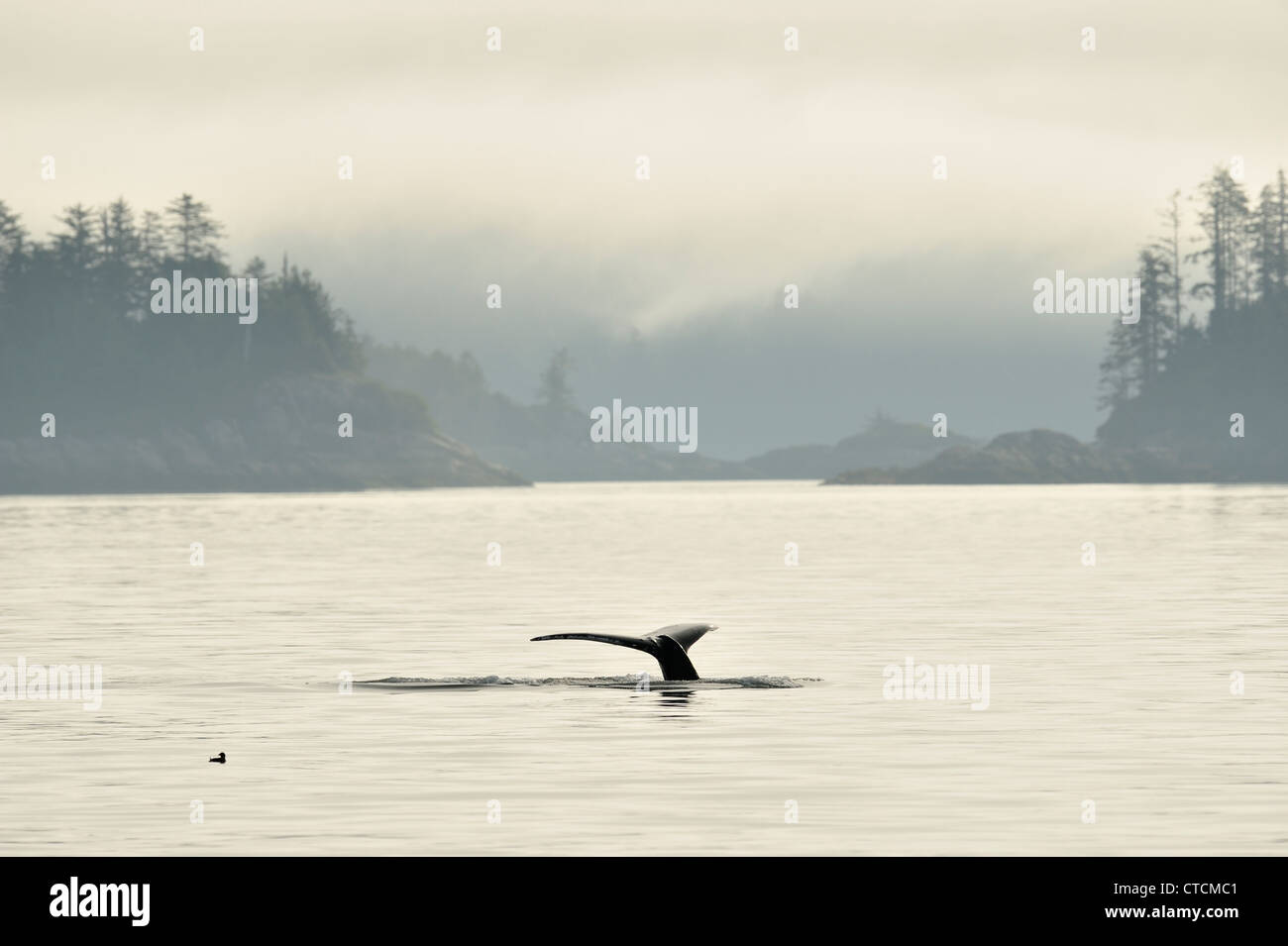 Humpback whale (Megaptera novaeangliae) Exposing tail flukes during ...