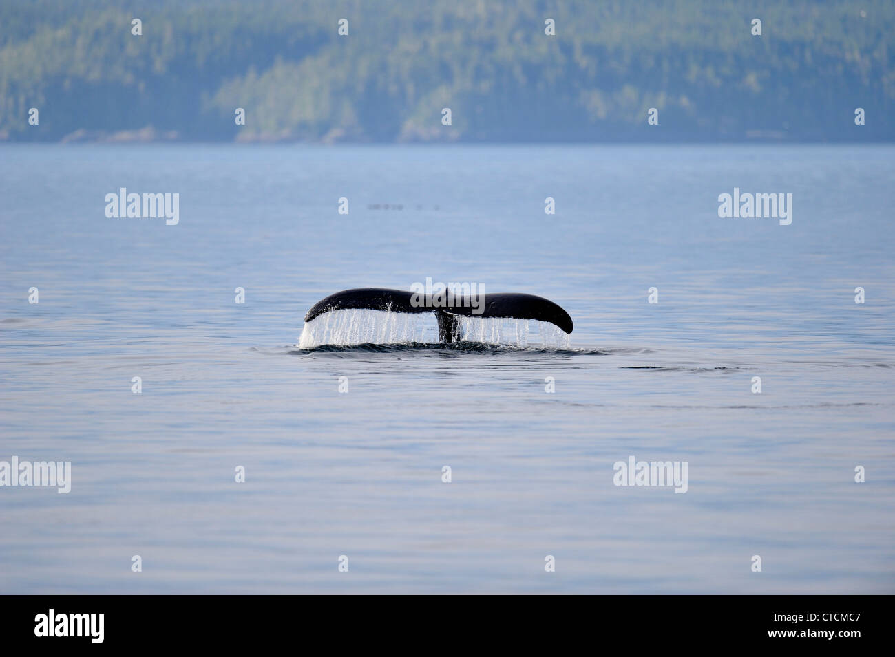 Humpback whale (Megaptera novaeangliae) Exposing tail flukes during ...