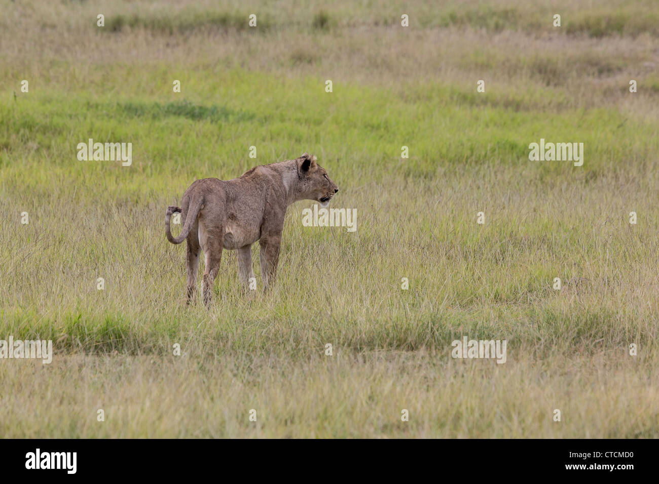 A lion hunting in Kenya Stock Photo - Alamy