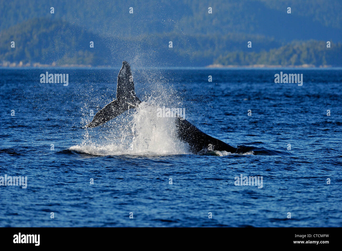 Tail Slapping Behaviour High Resolution Stock Photography and Images ...