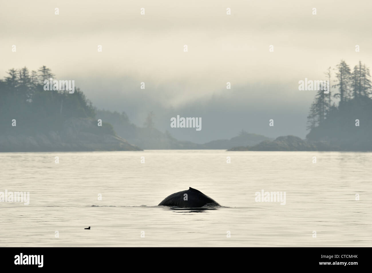Humpback whale (Megaptera novaeangliae) Surfacing in Blackfish Sound ...