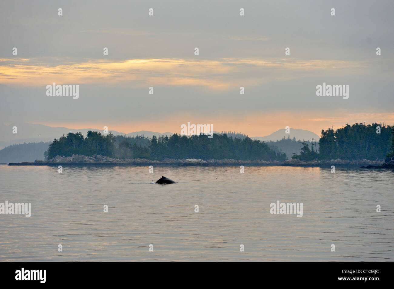 Humpback whale (Megaptera novaeangliae) Surfacing in Blackfish Sound ...