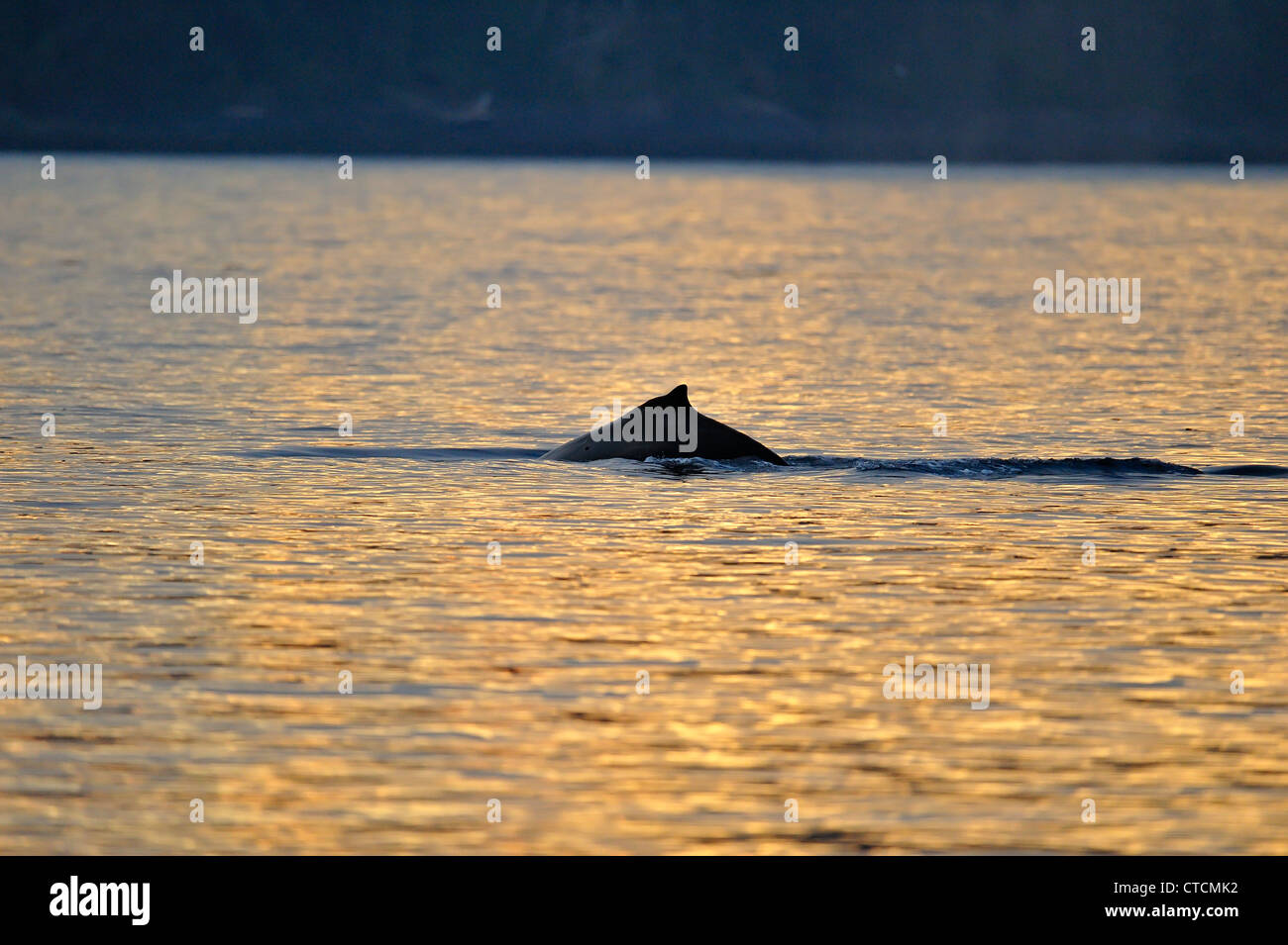 Humpback whale (Megaptera novaeangliae) Surfacing in Blackfish Sound ...