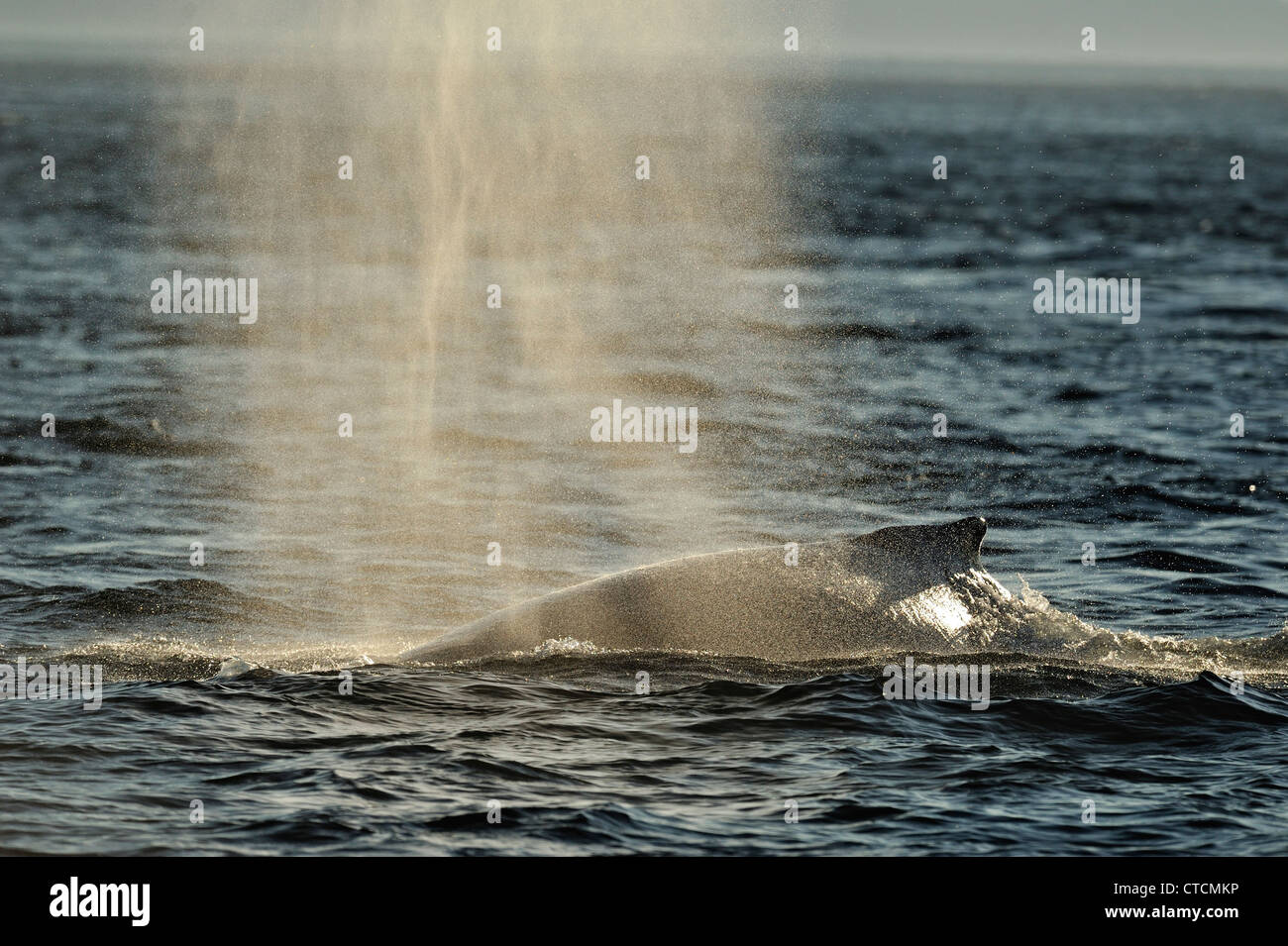 Blackfish whale hi-res stock photography and images - Alamy