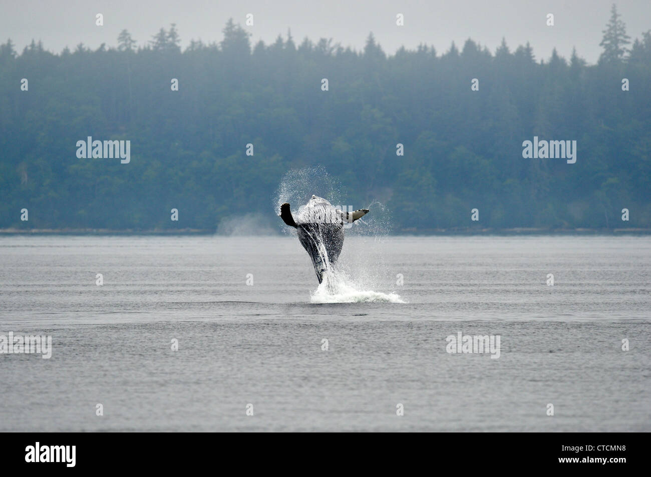 Blackfish whale hi-res stock photography and images - Alamy