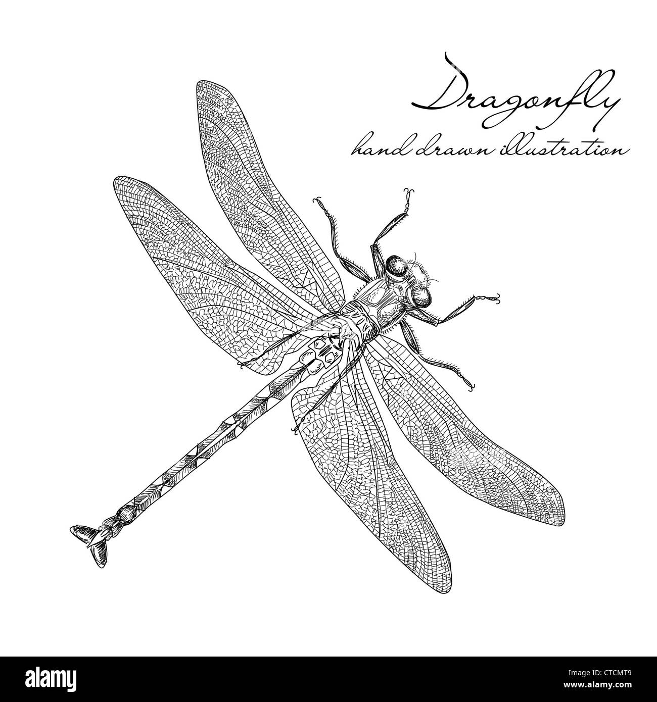 detailed dragonfly vector Stock Photo - Alamy
