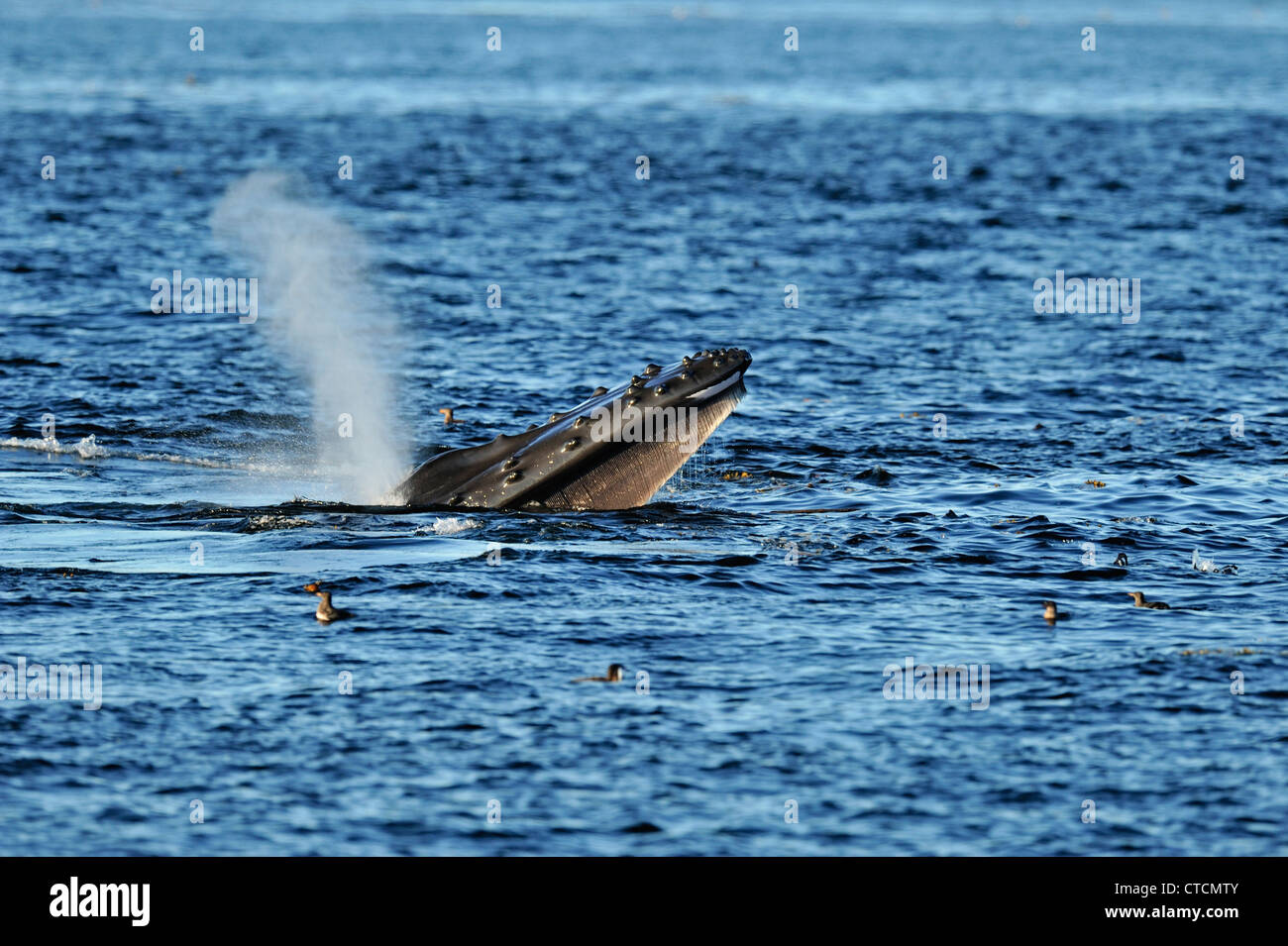 Humpback whale (Megaptera novaeangliae) Exposing jaw lunge feeding ...