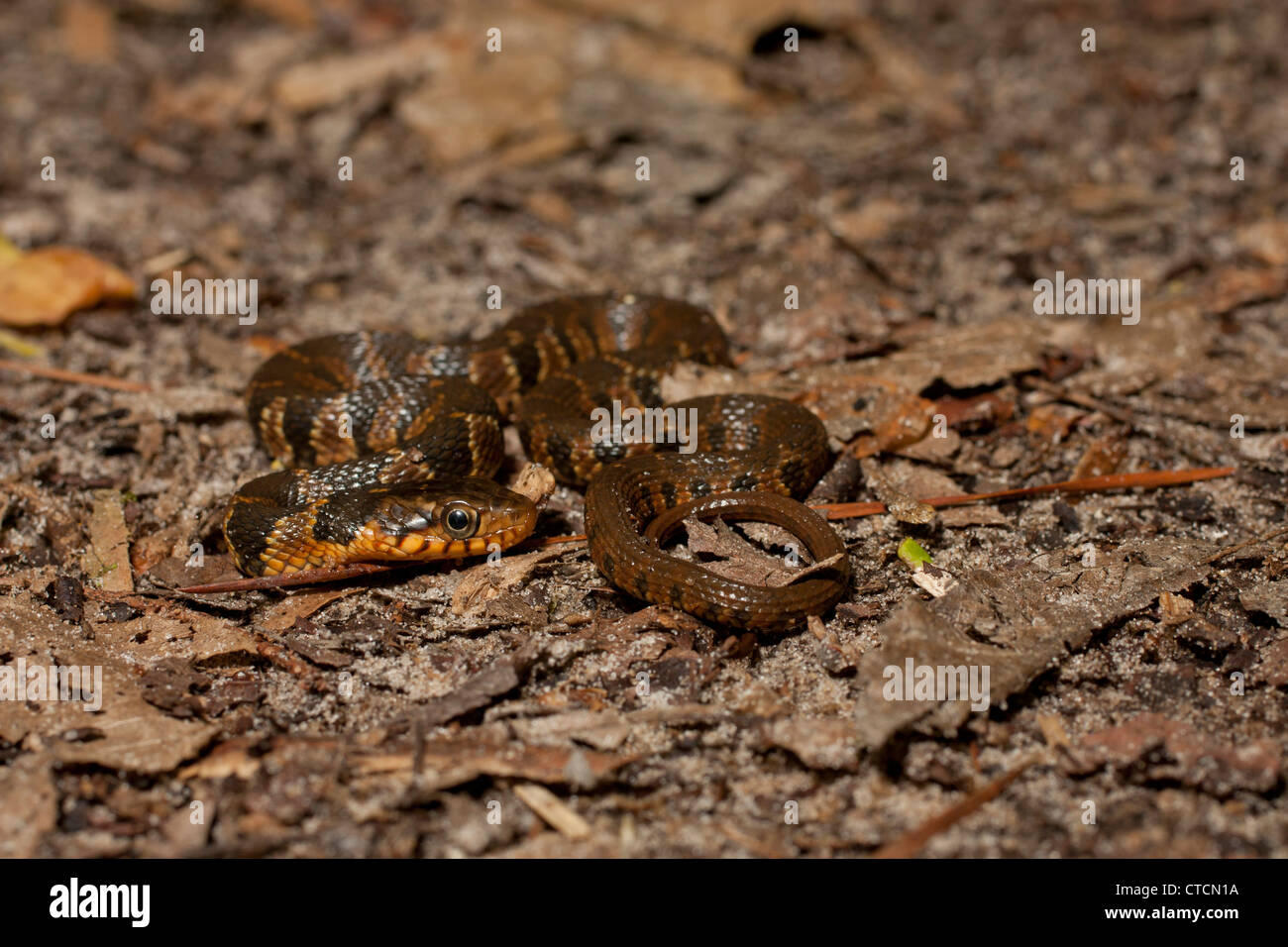 Baby redbelly watersnake Stock Photo - Alamy