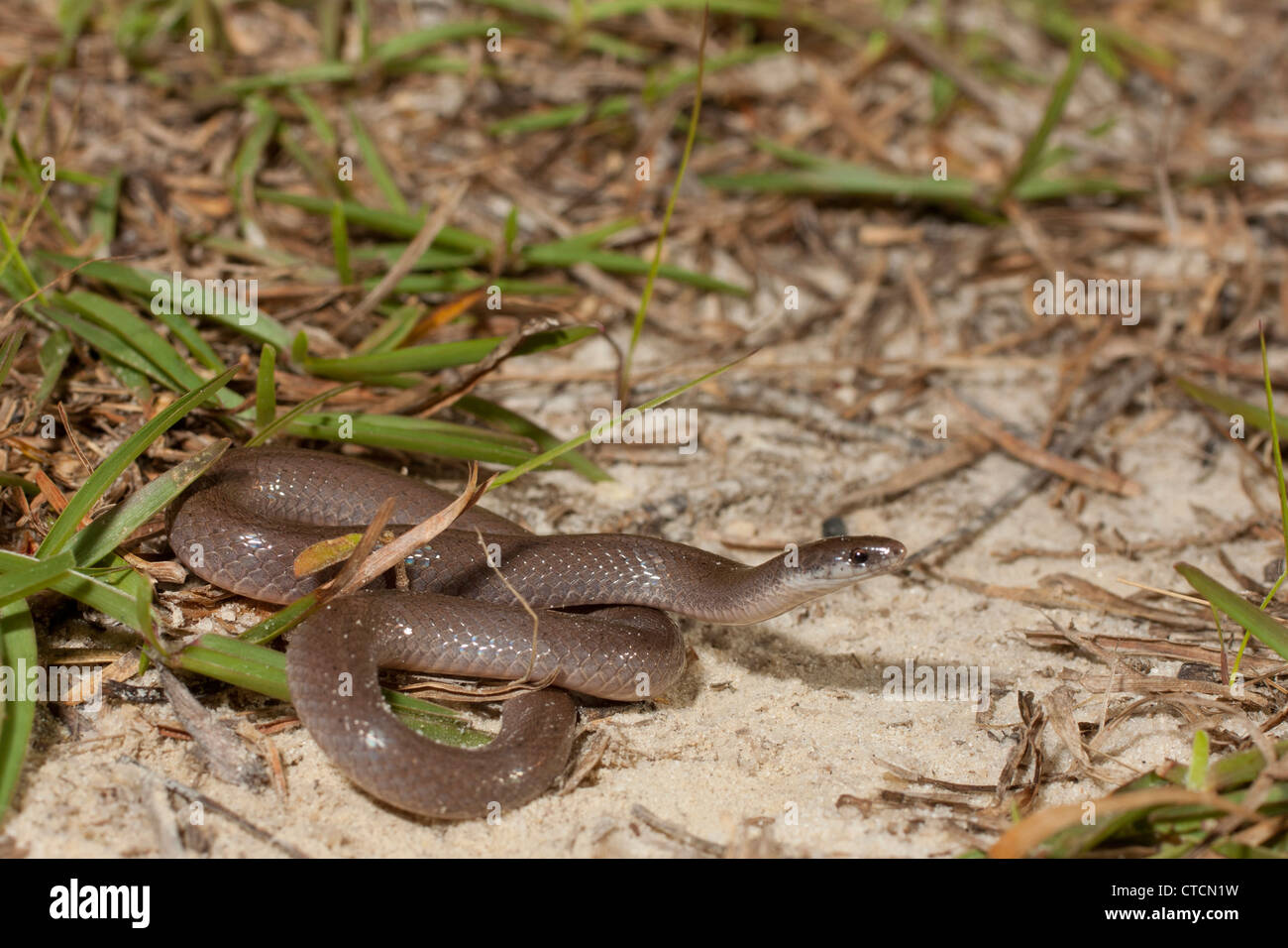 Smooth earth snake Stock Photo - Alamy