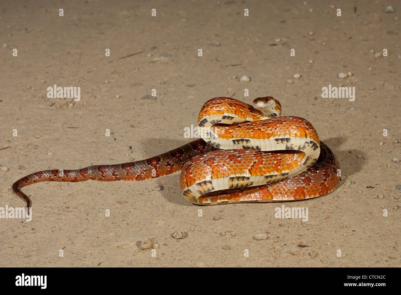 Rat snake everglades hi-res stock photography and images - Alamy