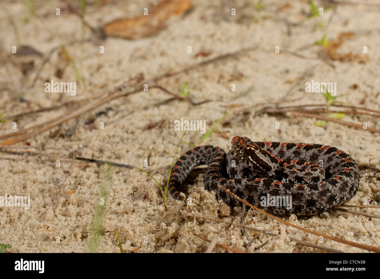 Pygmy rattlesnake florida hi-res stock photography and images - Alamy