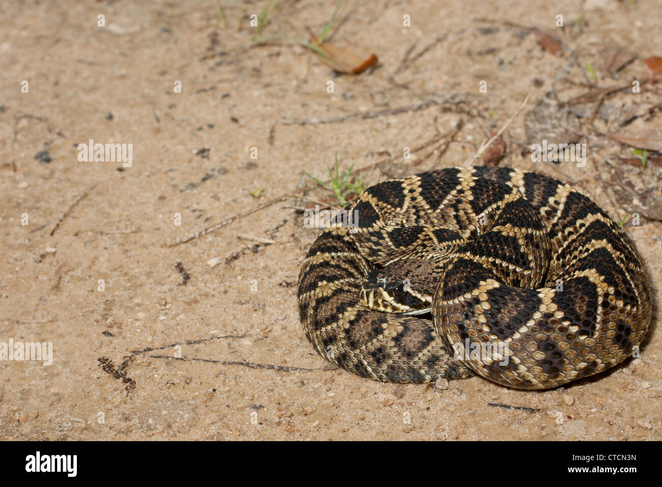 Eastern diamondback rattlesnake - Crotalus adamanteus Stock Photo - Alamy