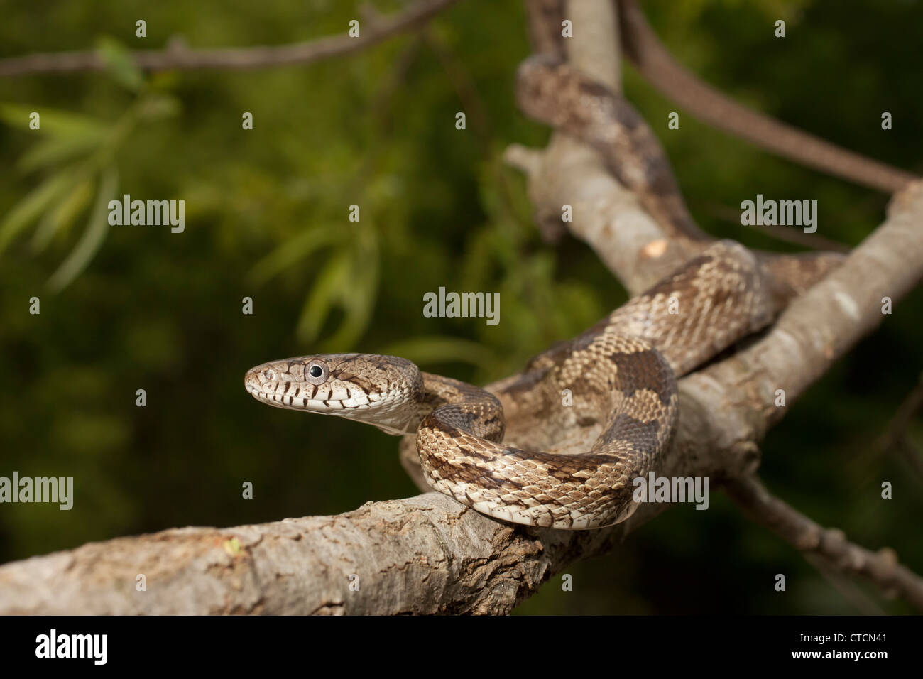 Gray rat snake hi-res stock photography and images - Alamy
