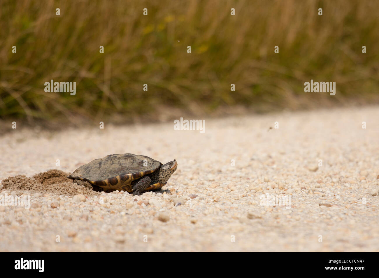 Female northern diamondback terrapin (Malaclemys terrapin terrapin ...