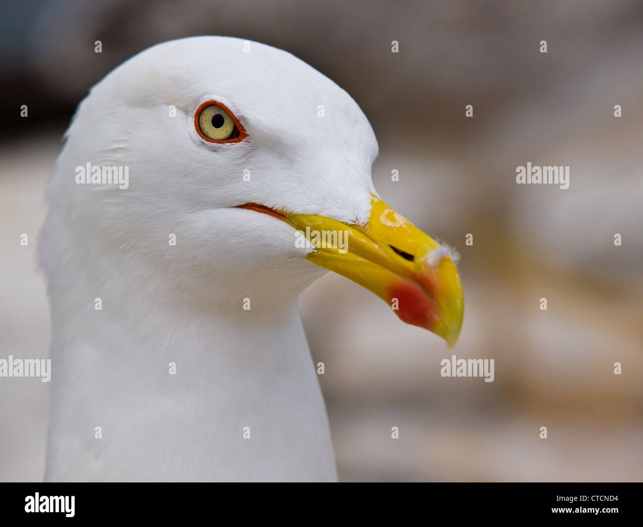 red eye and yellow beak of a young seagull Stock Photo - Alamy