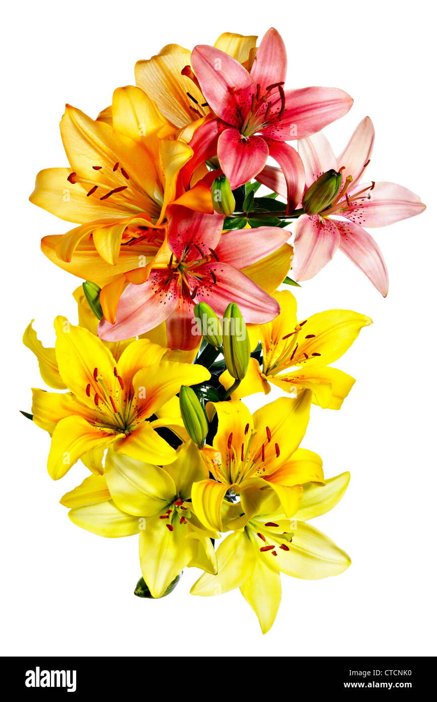 Aerial view of flowers. Variegated lilies on a white background Stock ...