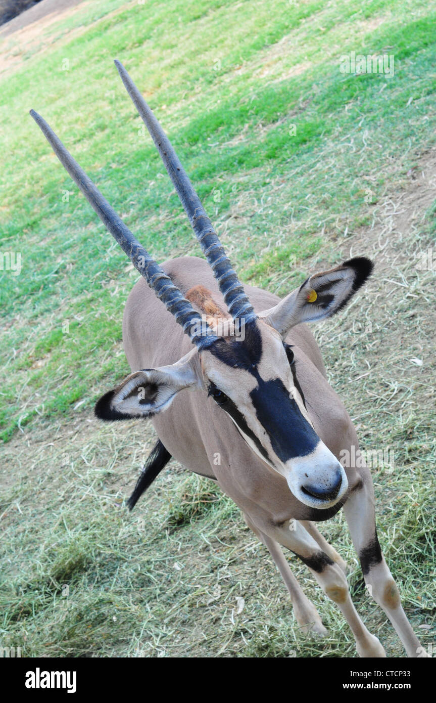 East African oryx (Oryx beisa) also known as the Beisa Stock Photo - Alamy