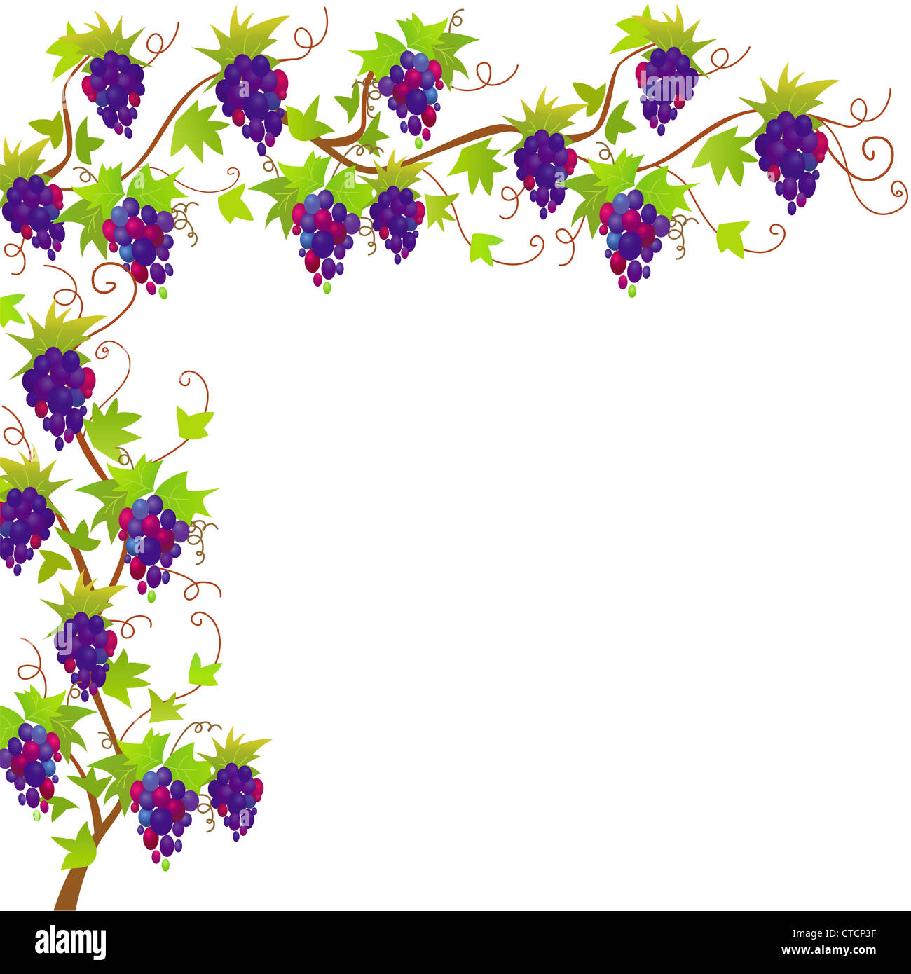 Grapevine vector border Stock Photo - Alamy