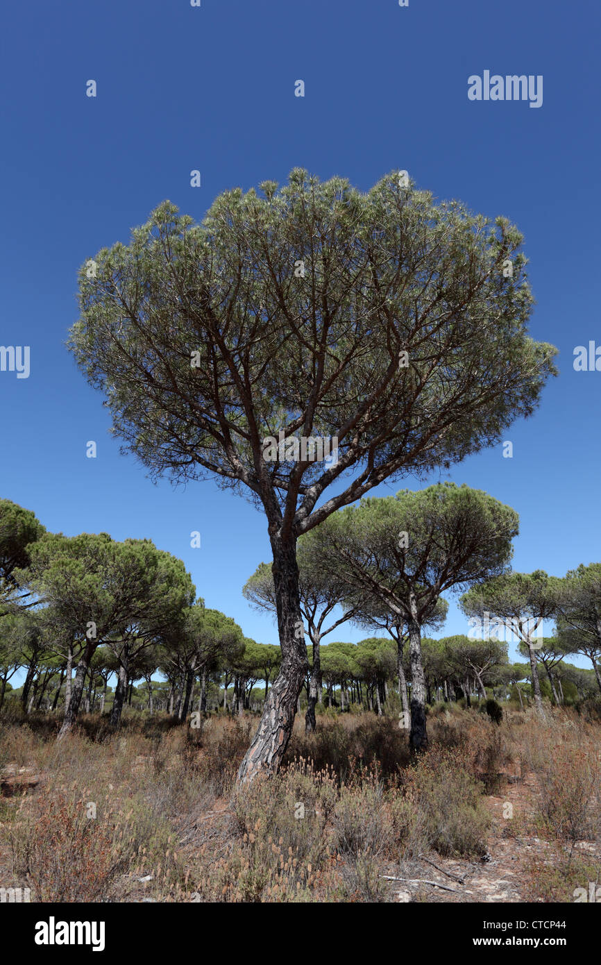 Stone Pine trees in Donana National Park, Andalusia Spain Stock Photo ...