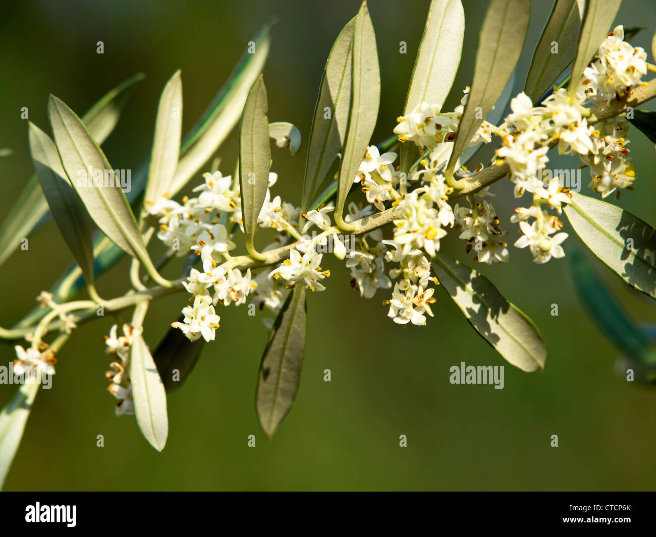 olive tree flowers in the spring Stock Photo - Alamy