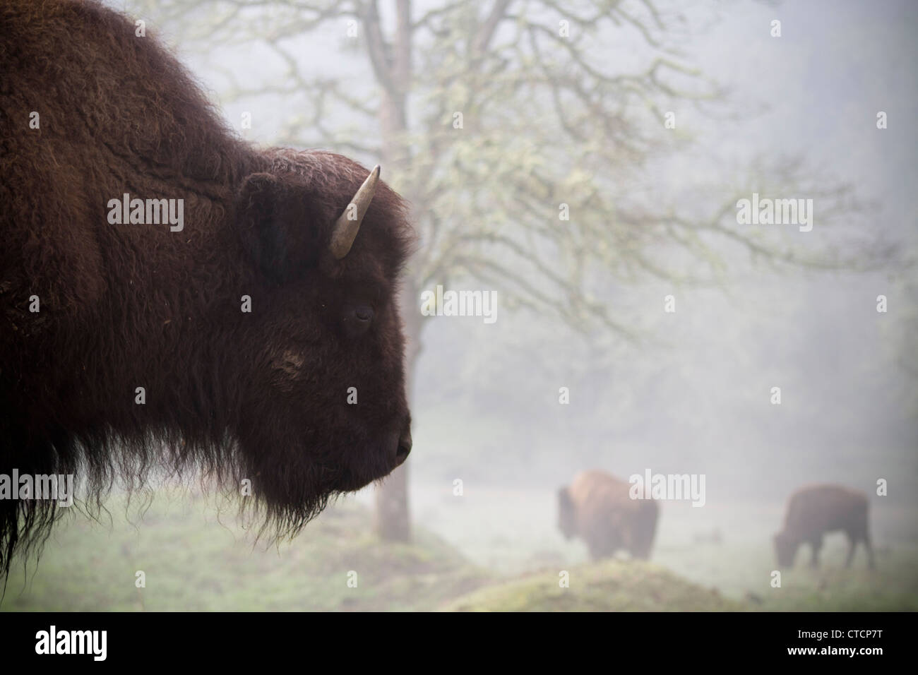 Close up of bison hi-res stock photography and images - Alamy