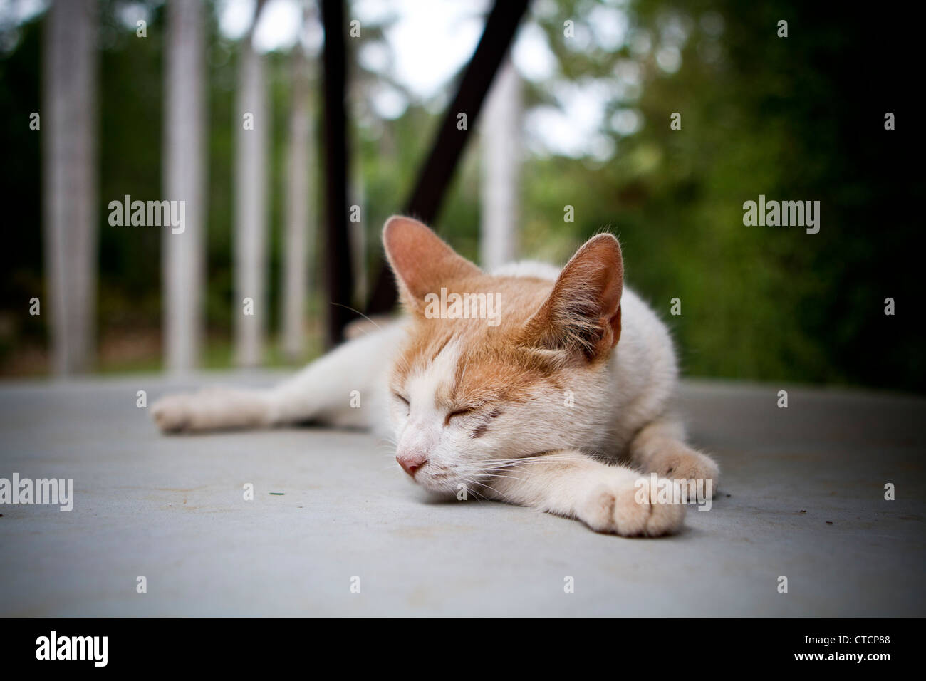 Cute cat taking a nap on a table on bermuda island Stock Photo - Alamy