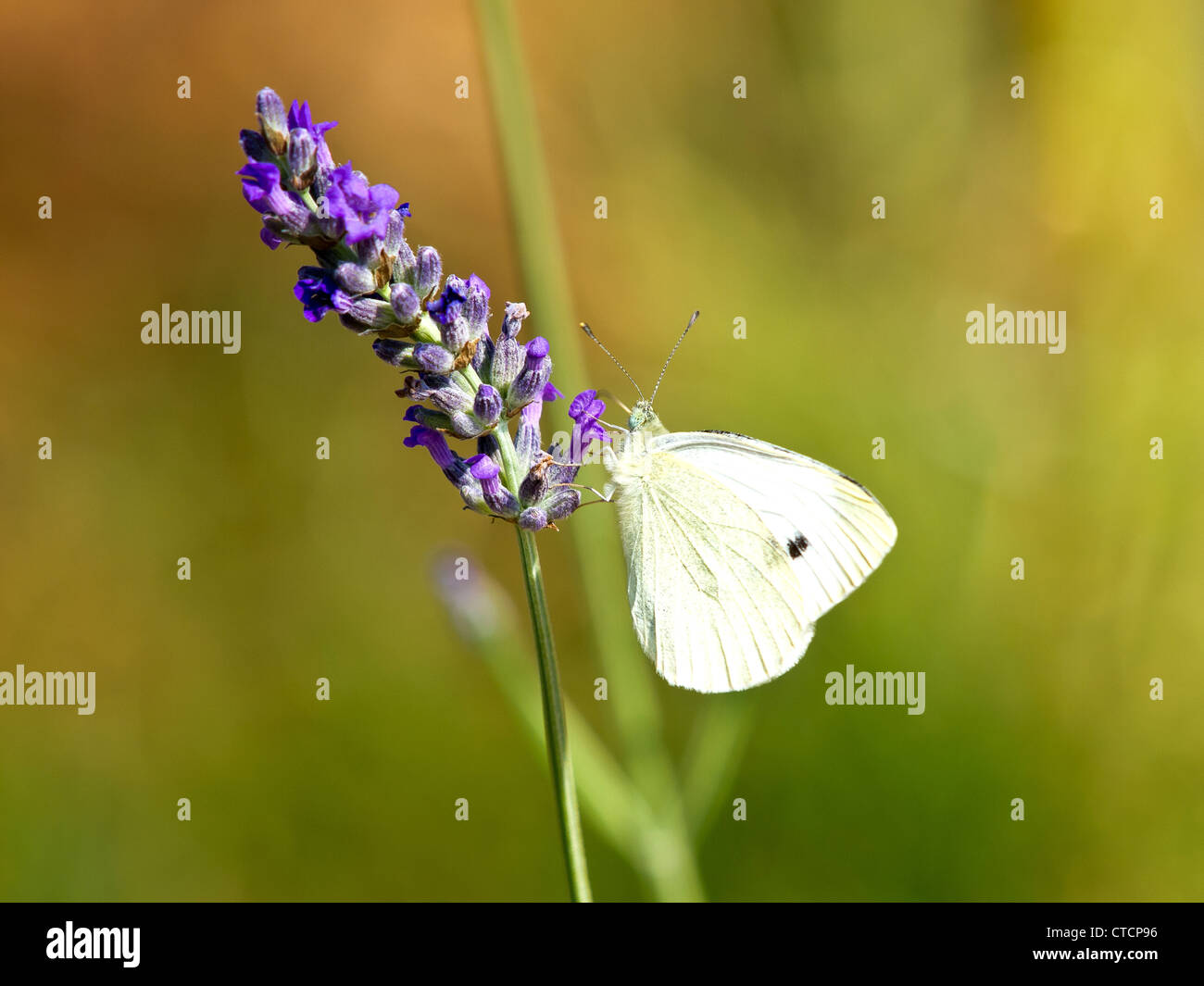 butterfly on the flower of lavender Stock Photo - Alamy