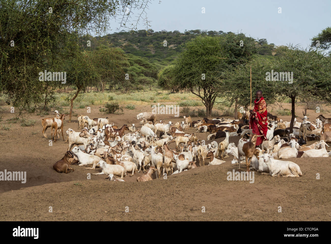 Masai with sheep and cattle in Africa Stock Photo - Alamy