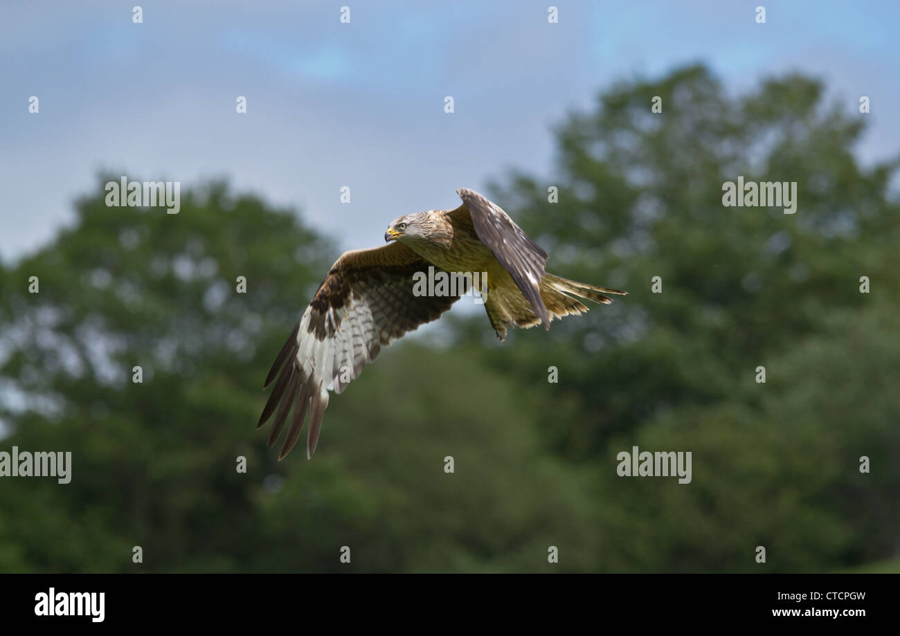 Welsh red hi-res stock photography and images - Alamy