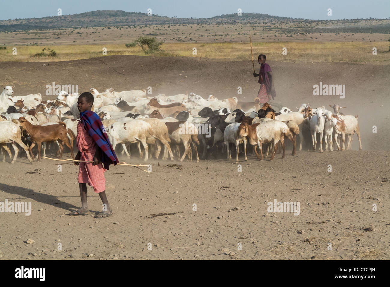 Africa masai sheep hi-res stock photography and images - Alamy