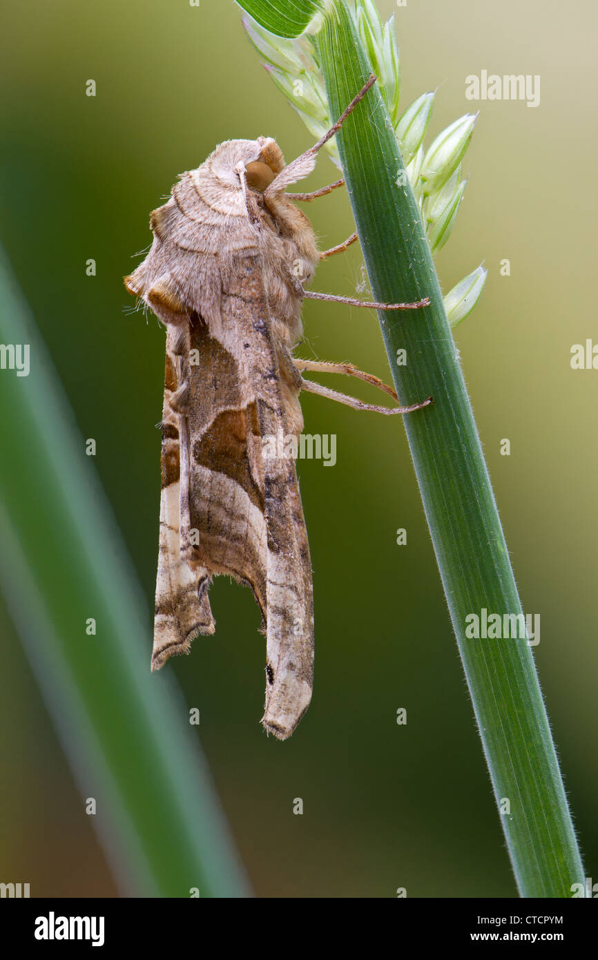 Angle shades moth hi-res stock photography and images - Alamy