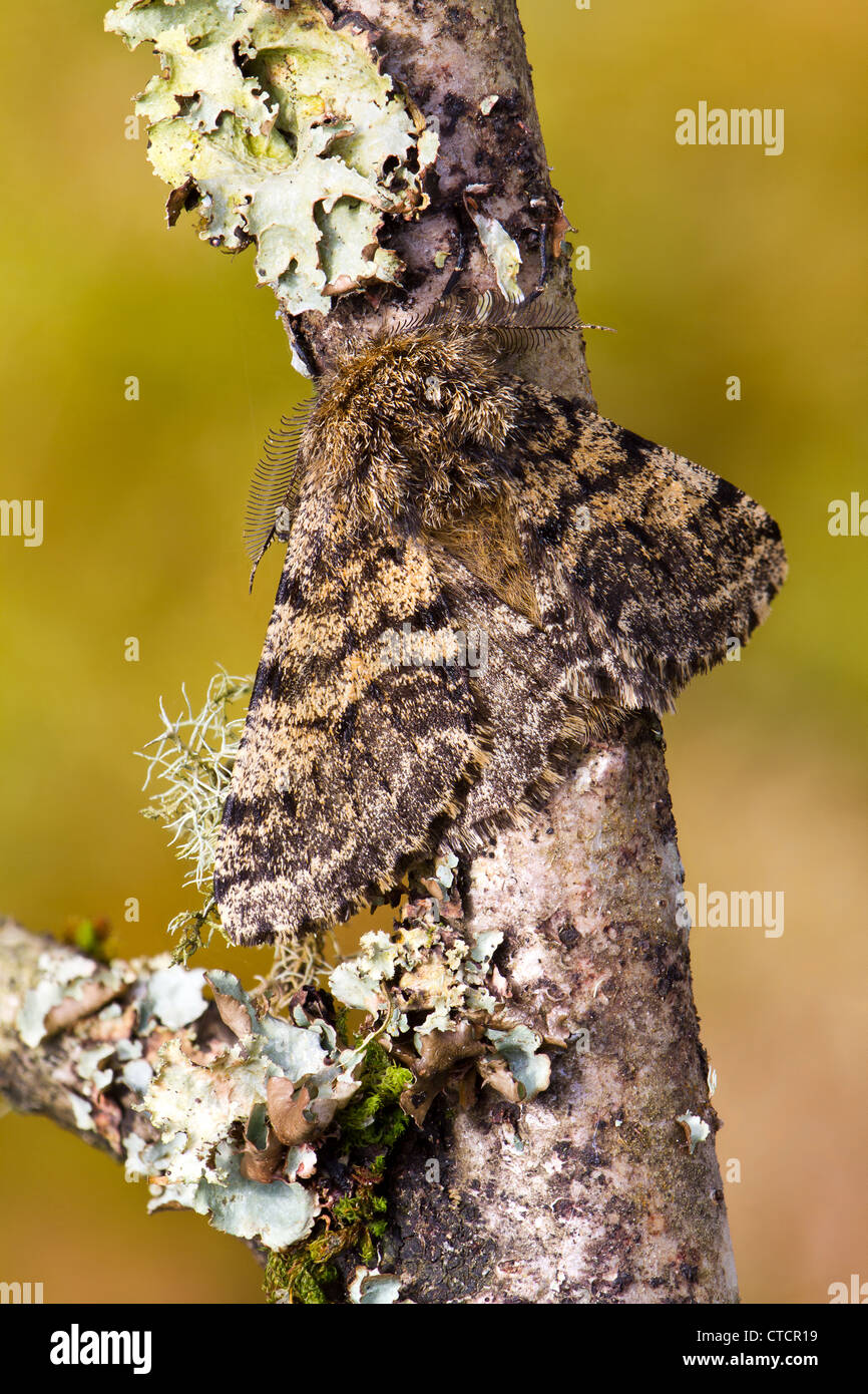 Brindled Beauty moth, Lycia hirtaria Stock Photo - Alamy