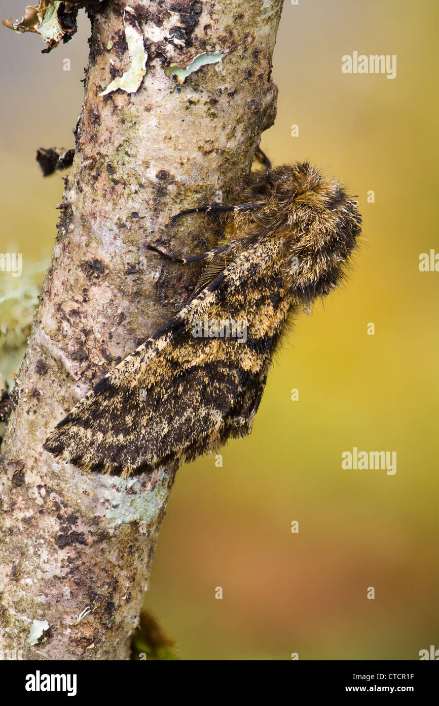 Brindled Beauty moth, Lycia hirtaria Stock Photo - Alamy